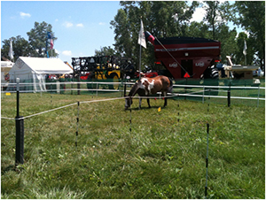 Pasture Rotation | My Horse University Online Horse Management