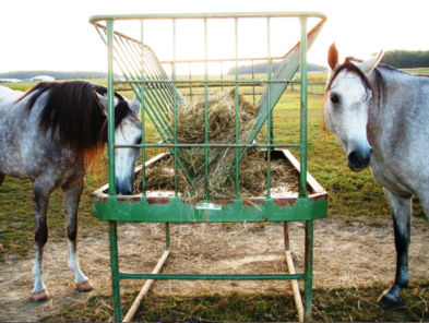Why is Forage So Important For Healthy Horses
