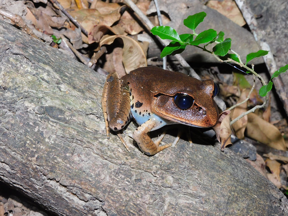 The Frogs of Killabakh