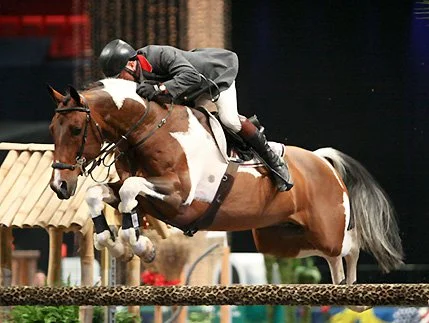 UTAH VAN ERPEKOM | COLORED STALLIONS