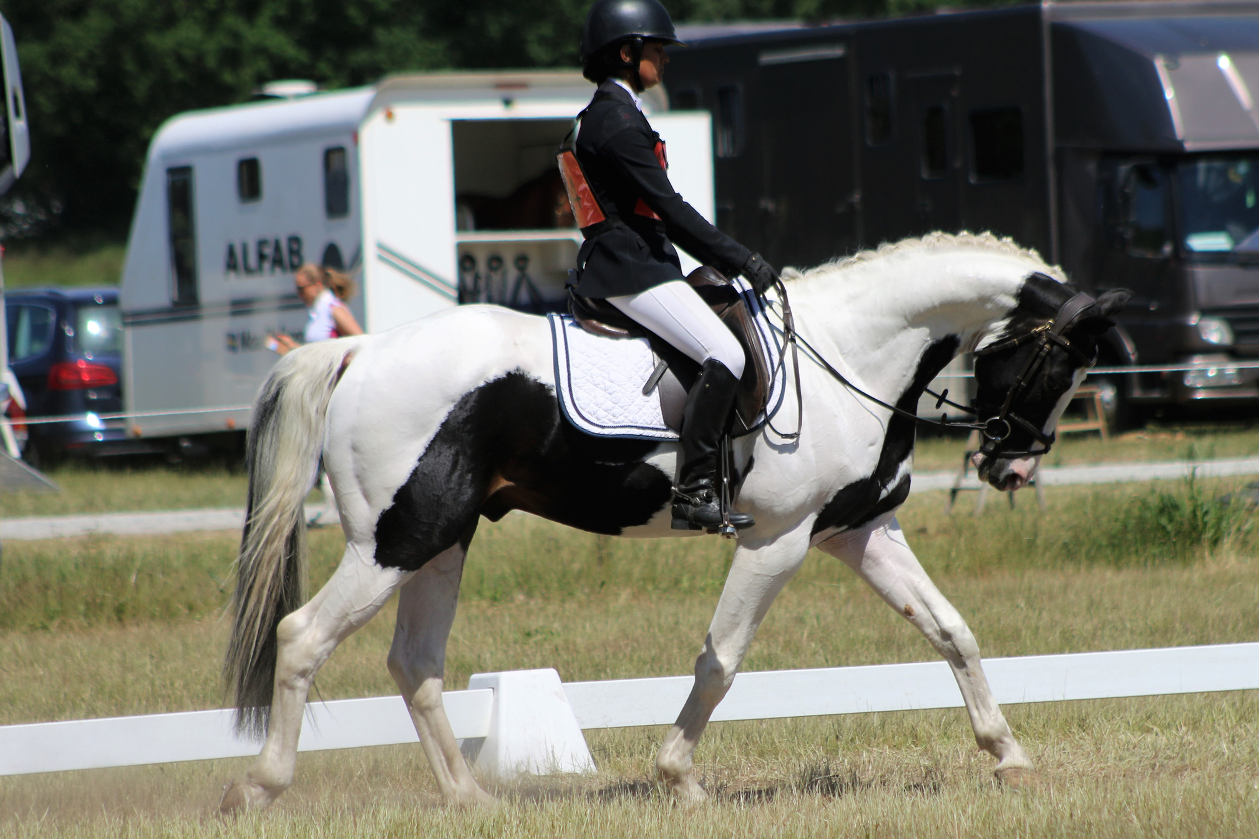 SIR STATHAM | COLORED STALLIONS