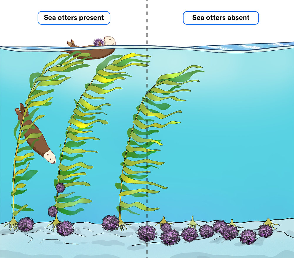 Sea otters and their role in the kelp forest