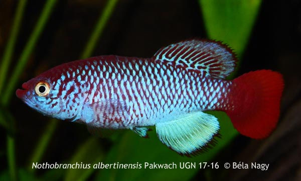 Nothobranchius albertinensis