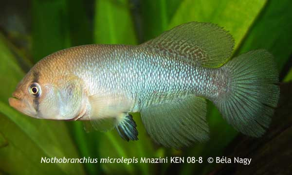 Nothobranchius microlepis