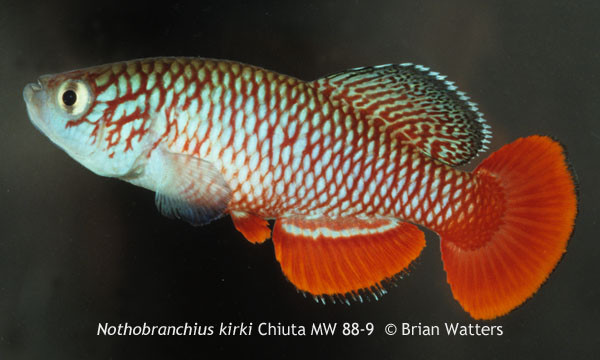 Nothobranchius kirki