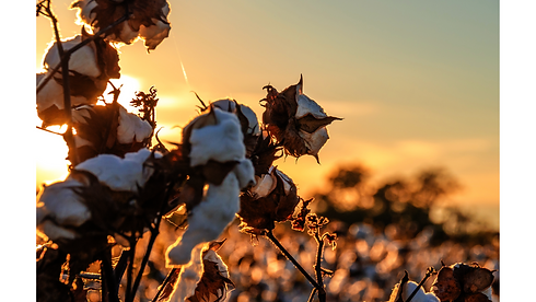 DigiGrain Solutions Private Limited | Agri Value Chain Integration