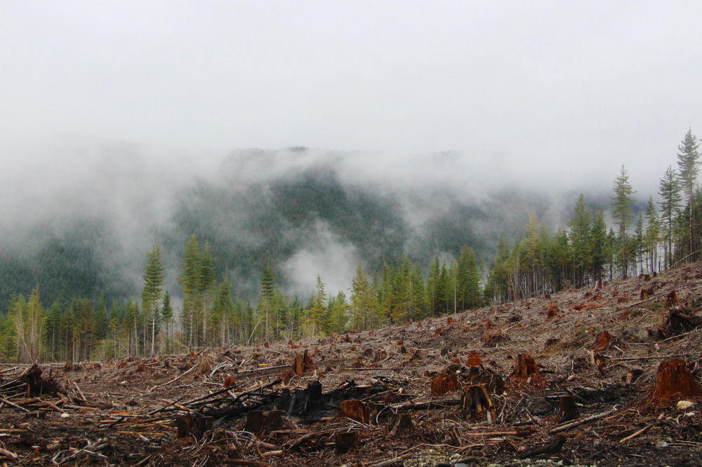 Imported charcoal, a top driver of global deforestation, remains ...