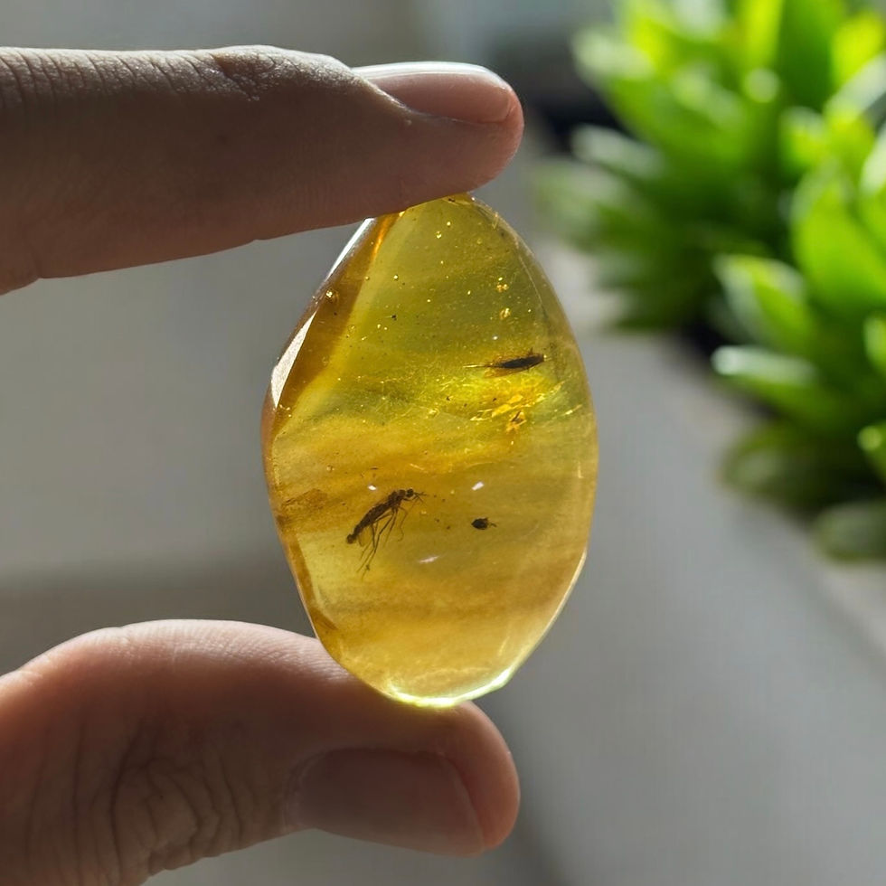 Amber with Insect 🐜 | Valley Crystal Shop