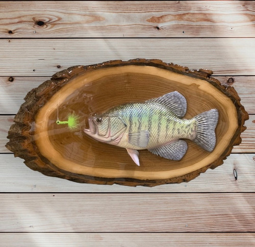 1st Place- White Crappie Plaque | wallacedecoys