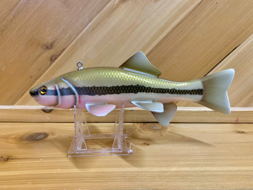 Red tailed chub | wallacedecoys