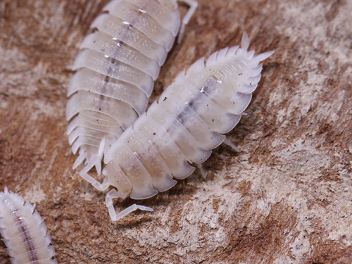 Porcellio scaber White Out | Isopod