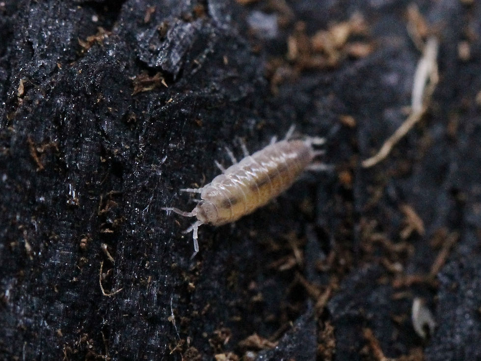 Other Sp. | Isopodhttps://static.wixstatic.com/media/f98c72 ...