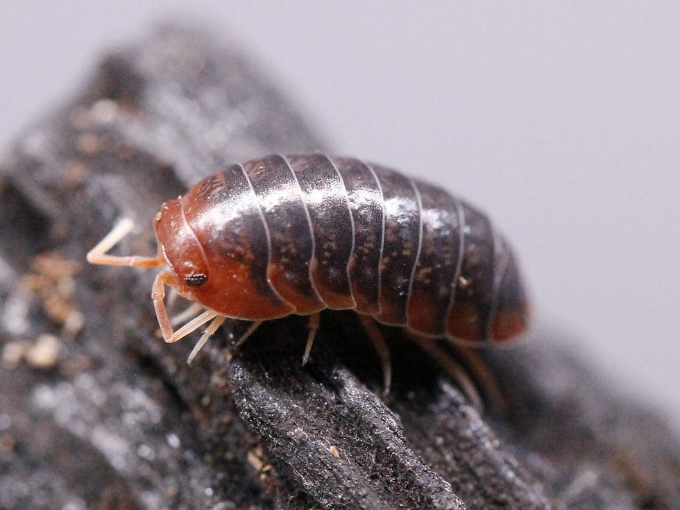 Other Sp. | Isopodhttps://static.wixstatic.com/media/4f87a2 ...