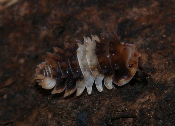 Isopoda sp. Thailand Spikey | Isopod