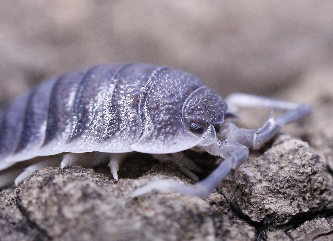 Porcellio sp. White Antenna | Isopod