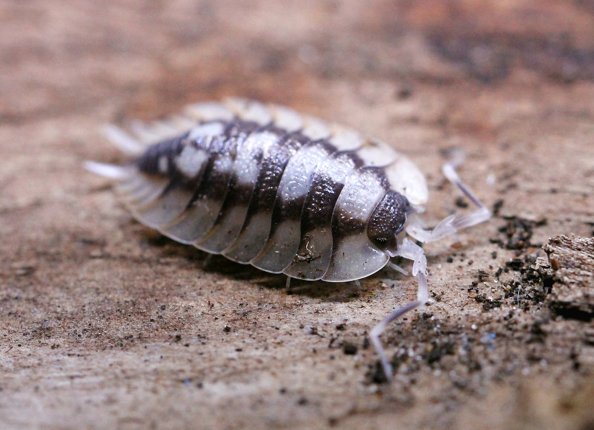 Porcellio expansus | Isopod