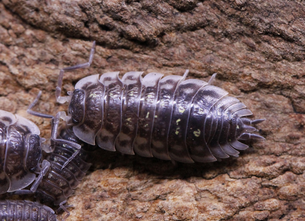 Oniscus asellus | Isopod