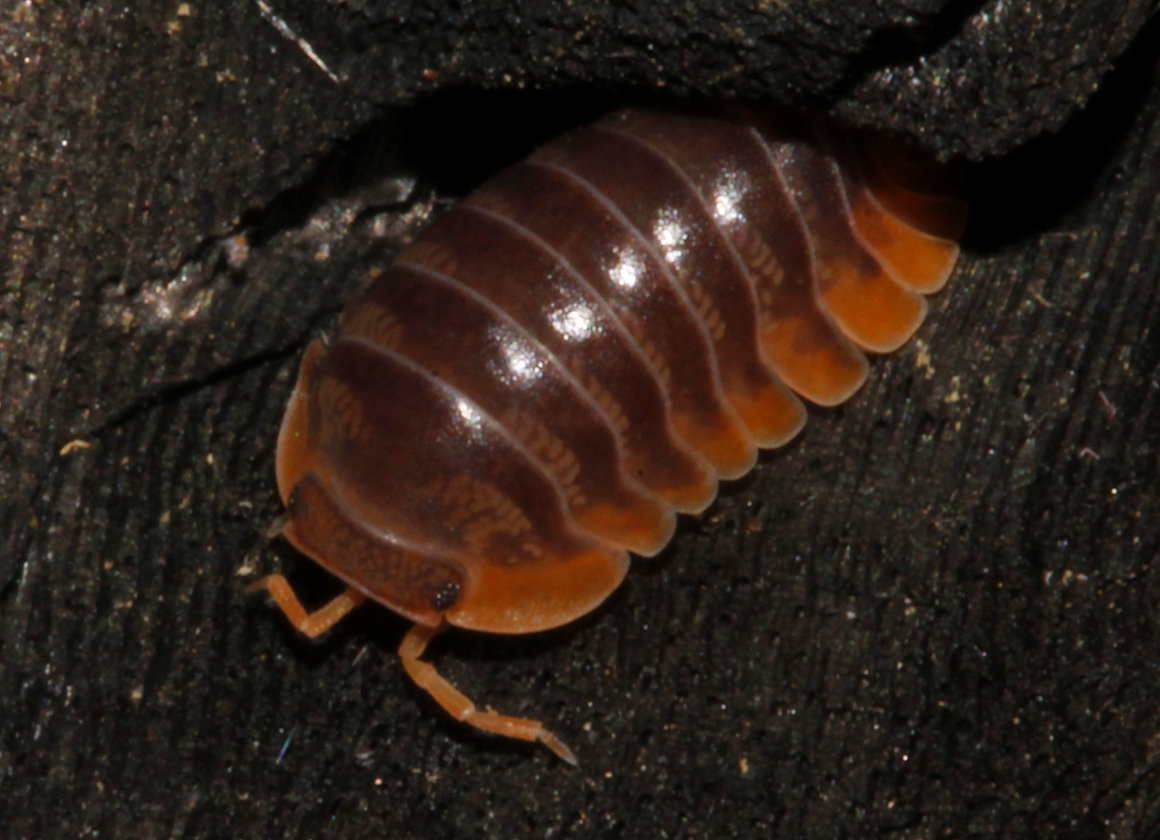 Cubaris iriomotensis | Isopod