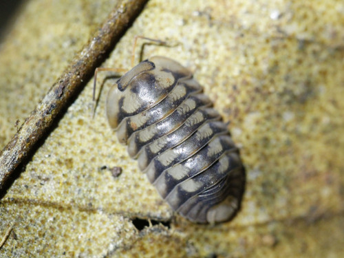 Cubaris sp. Tiger Stripe | Isopod