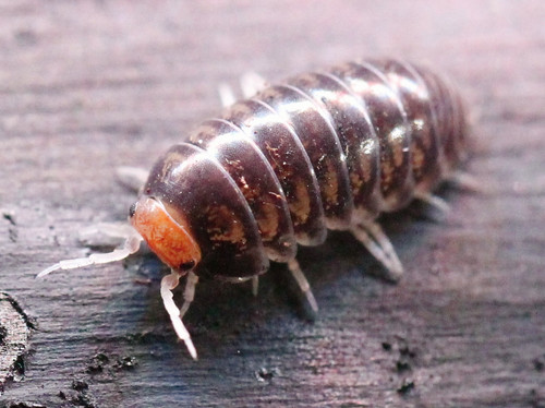 Spherillo sp. Thailand Red Head | Isopod