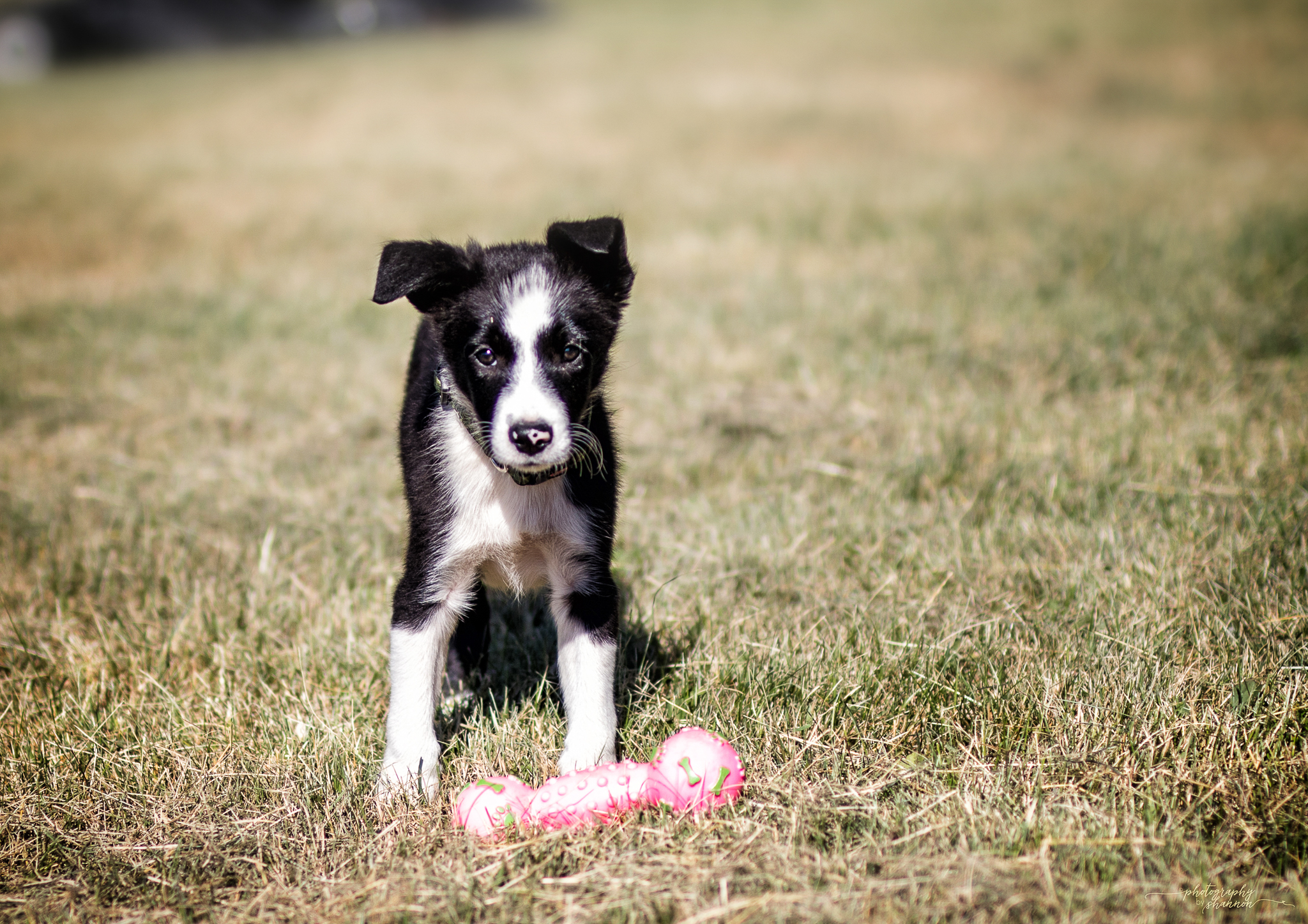 Gold Creek Ranch Border Collies :: BCW TEXAS
