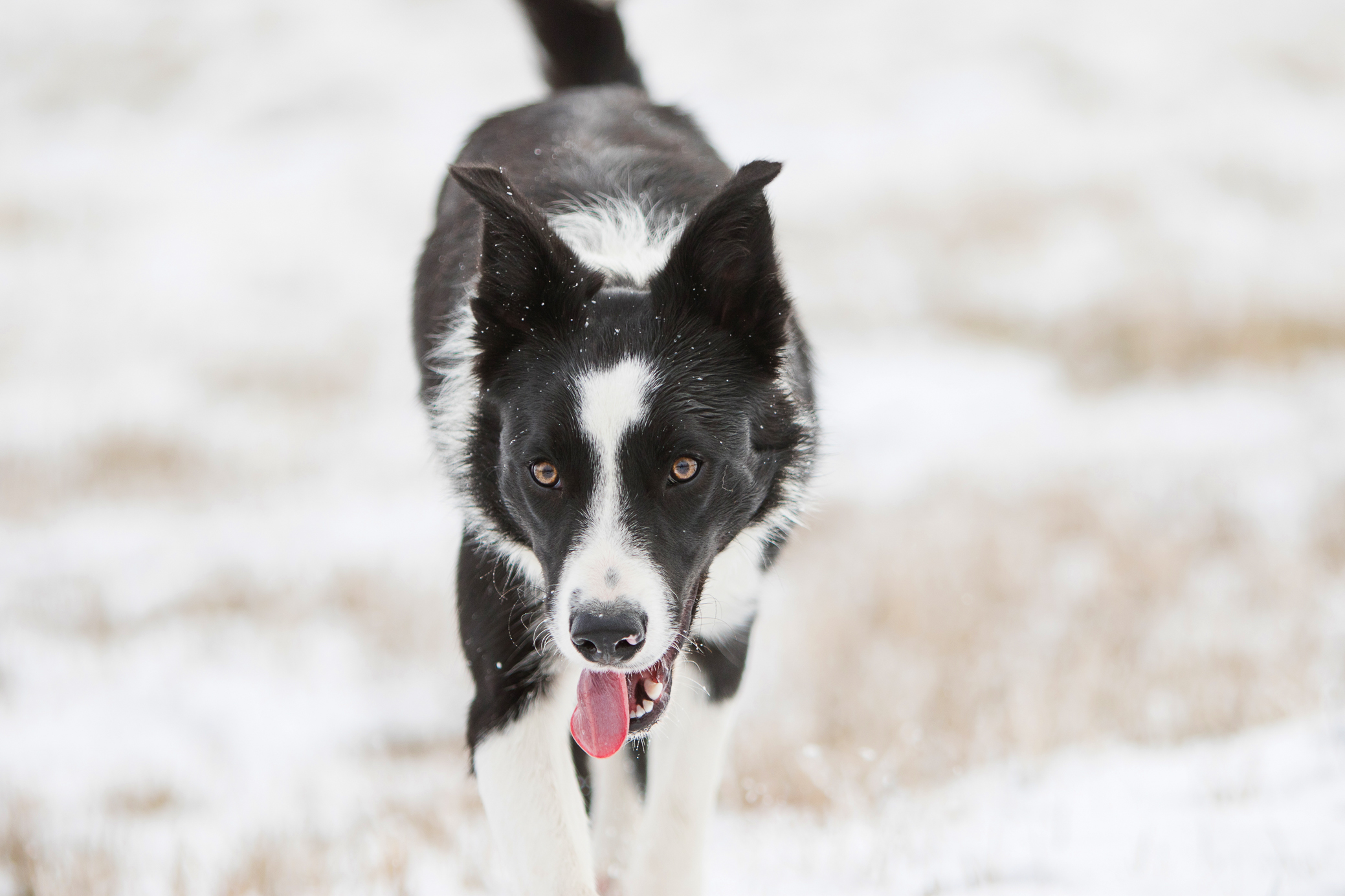Gold Creek Ranch Border Collies :: BCW TEXAS
