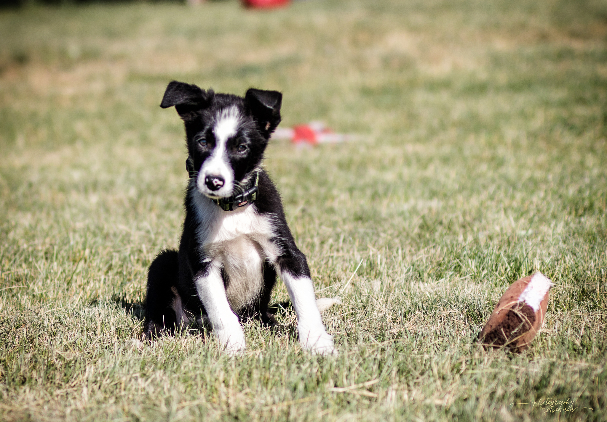 Gold Creek Ranch Border Collies :: BCW TEXAS