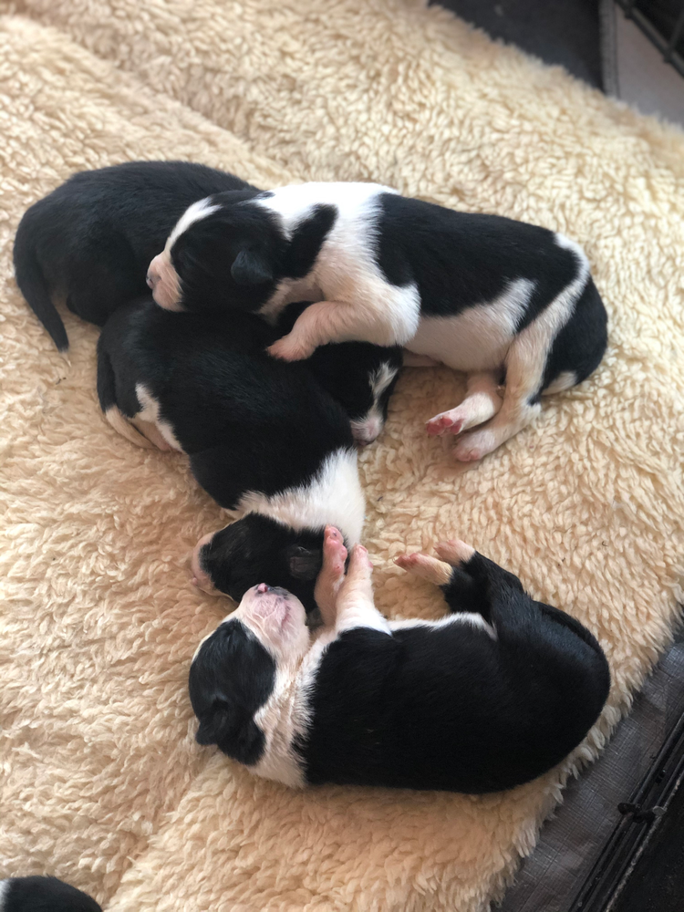 Pups Available - Texas x Grace Litter