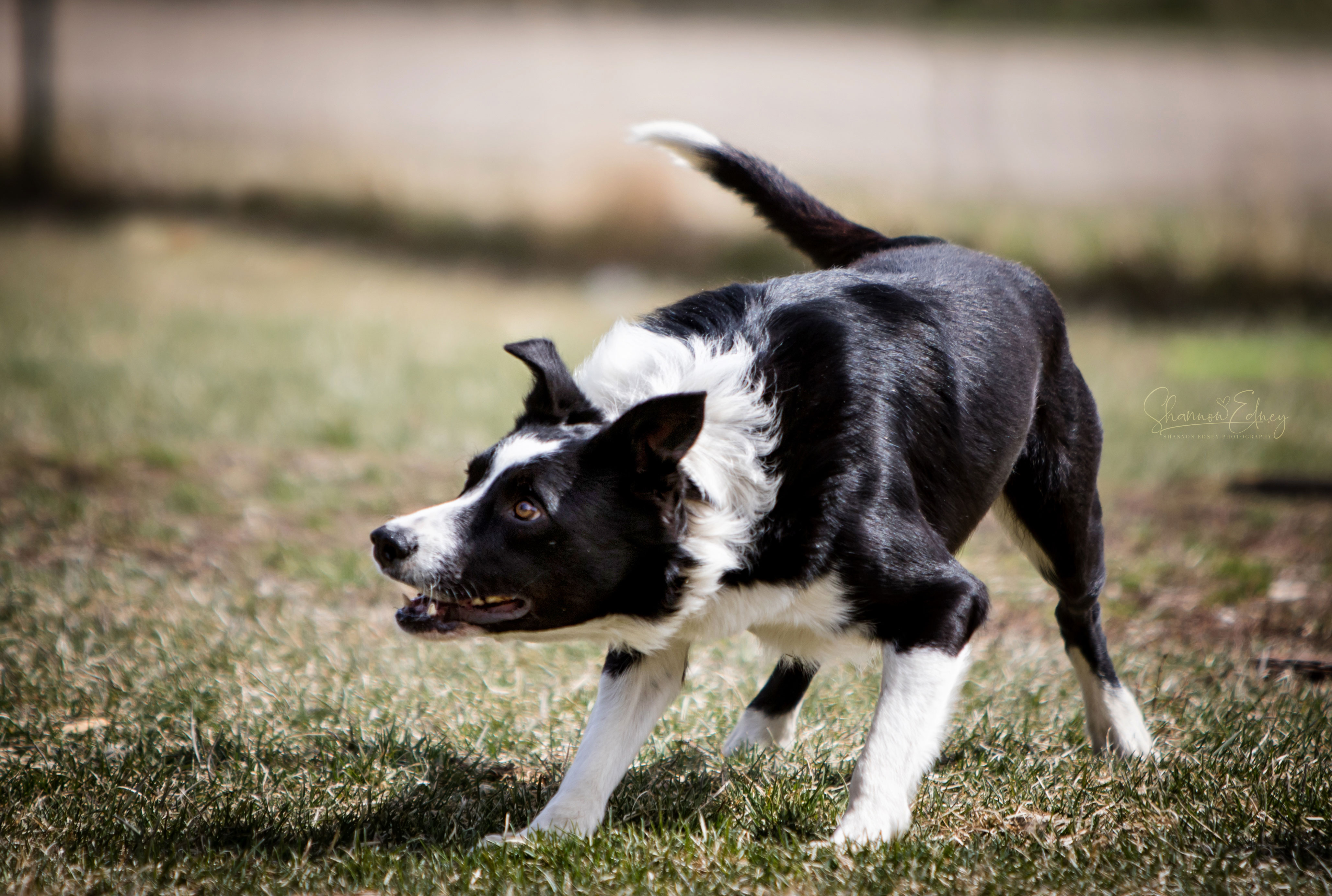 Gold Creek Ranch Border Collies :: BCW TEXAS