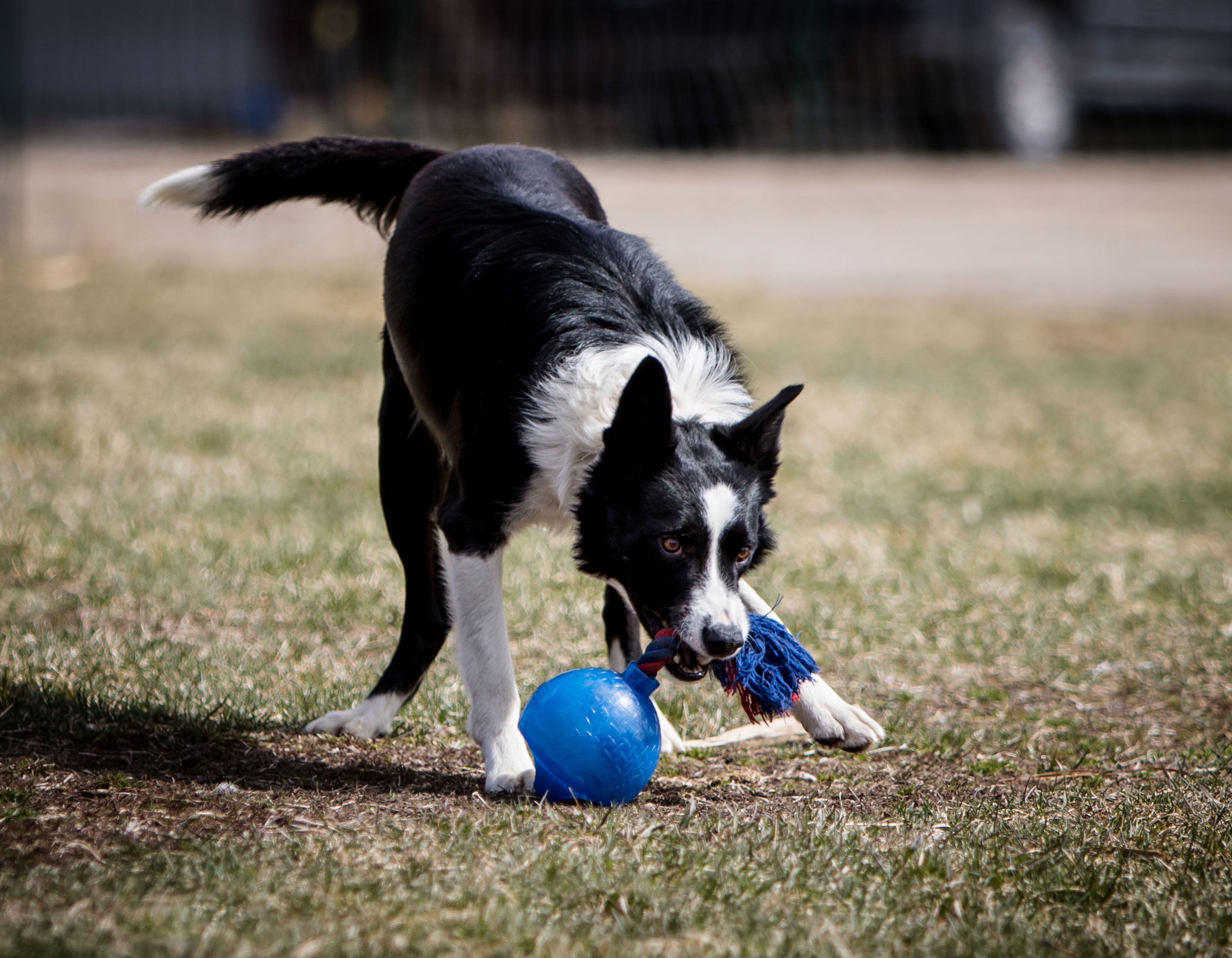 Gold Creek Ranch Border Collies :: BCW TEXAS