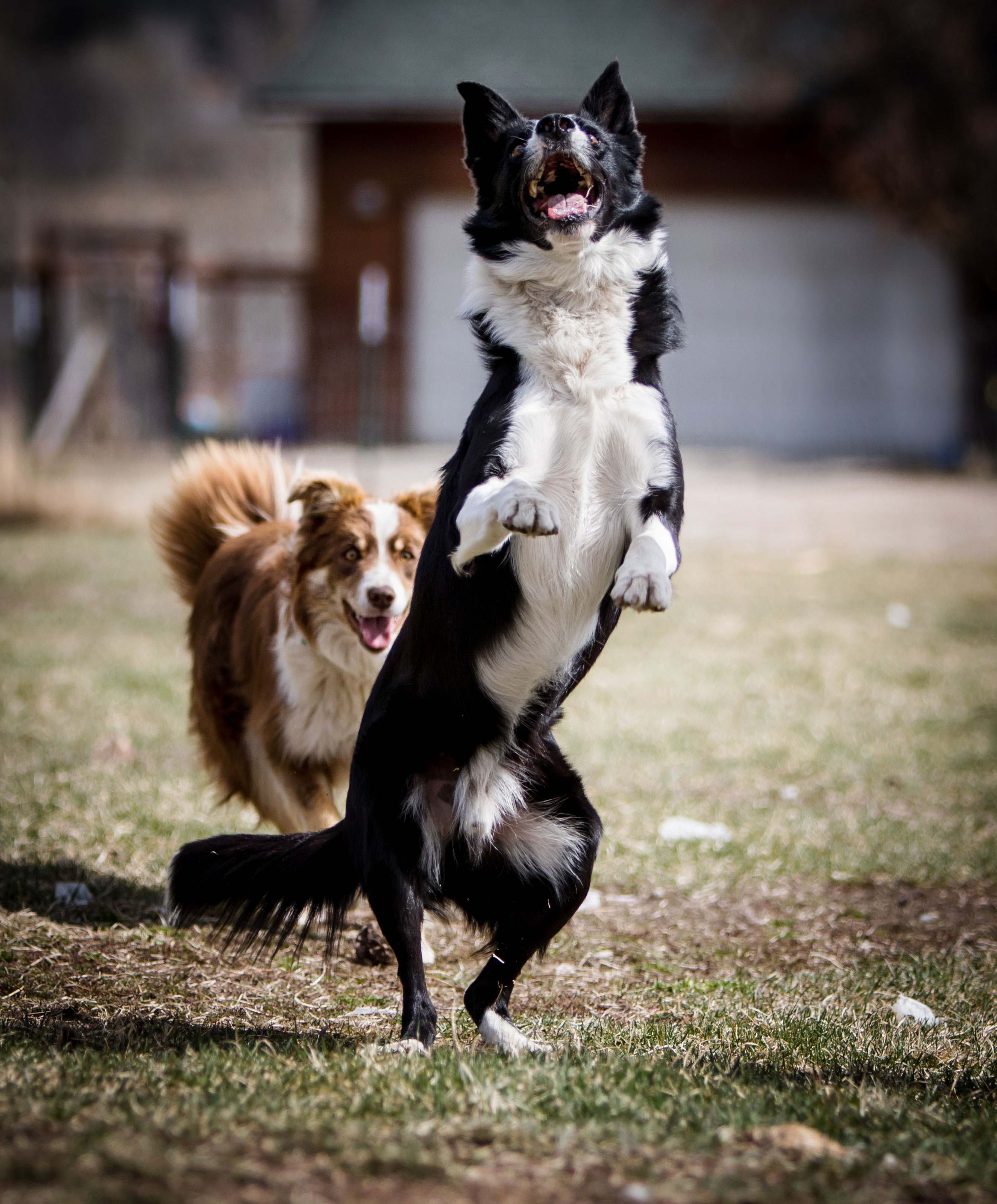 Gold Creek Ranch Border Collies :: BCW TEXAS