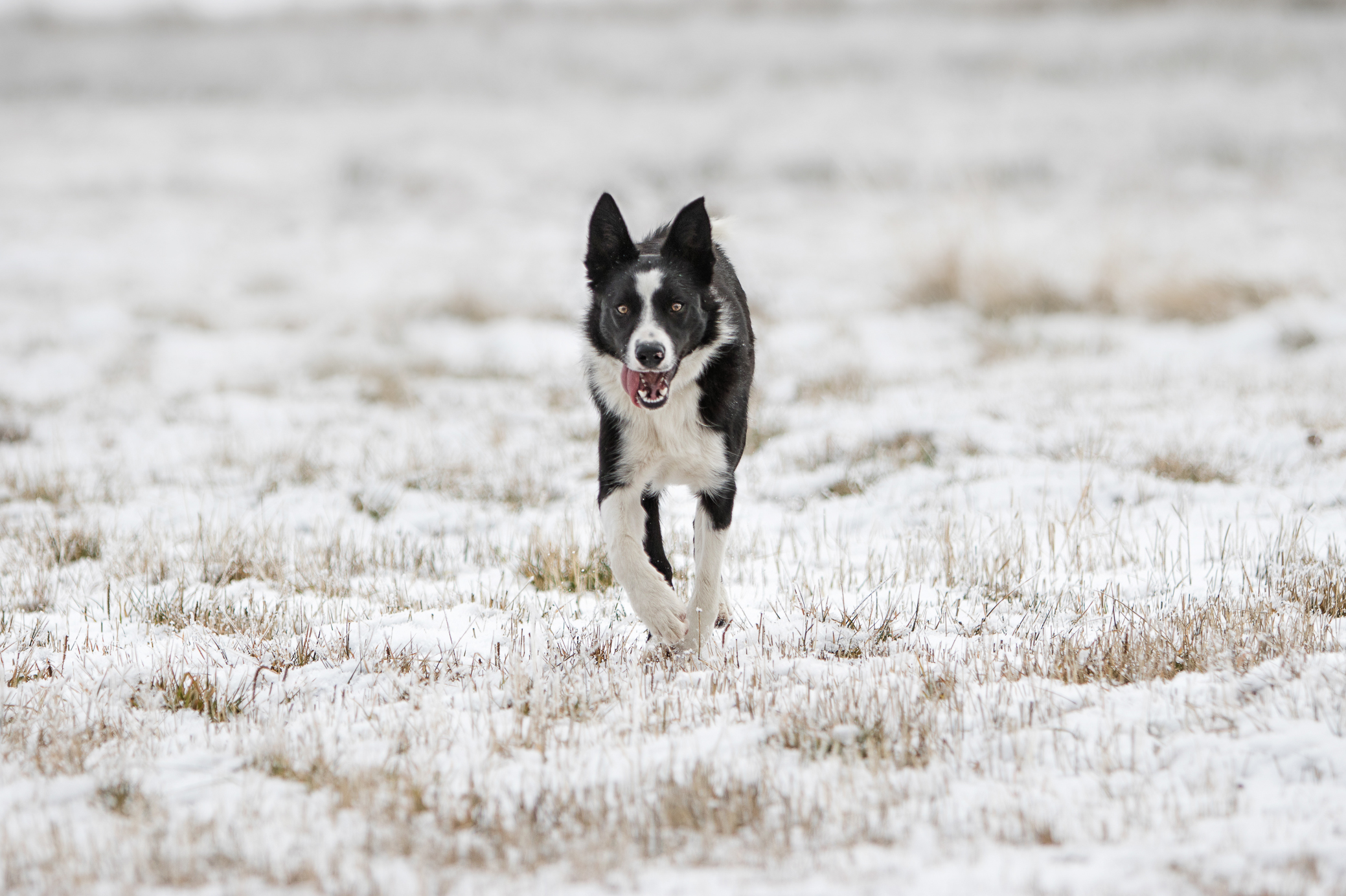 Gold Creek Ranch Border Collies :: BCW TEXAS