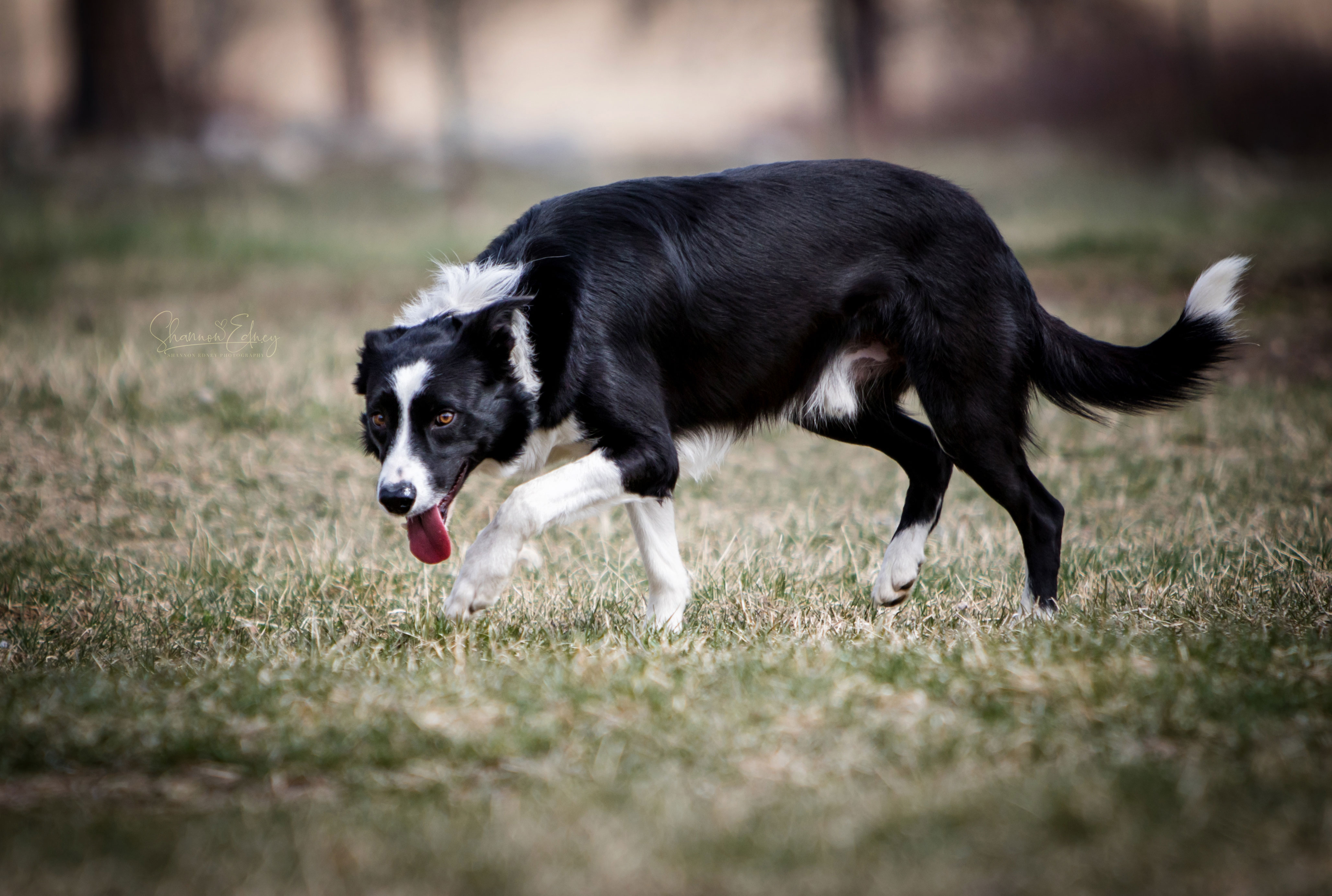 Gold Creek Ranch Border Collies :: BCW TEXAS