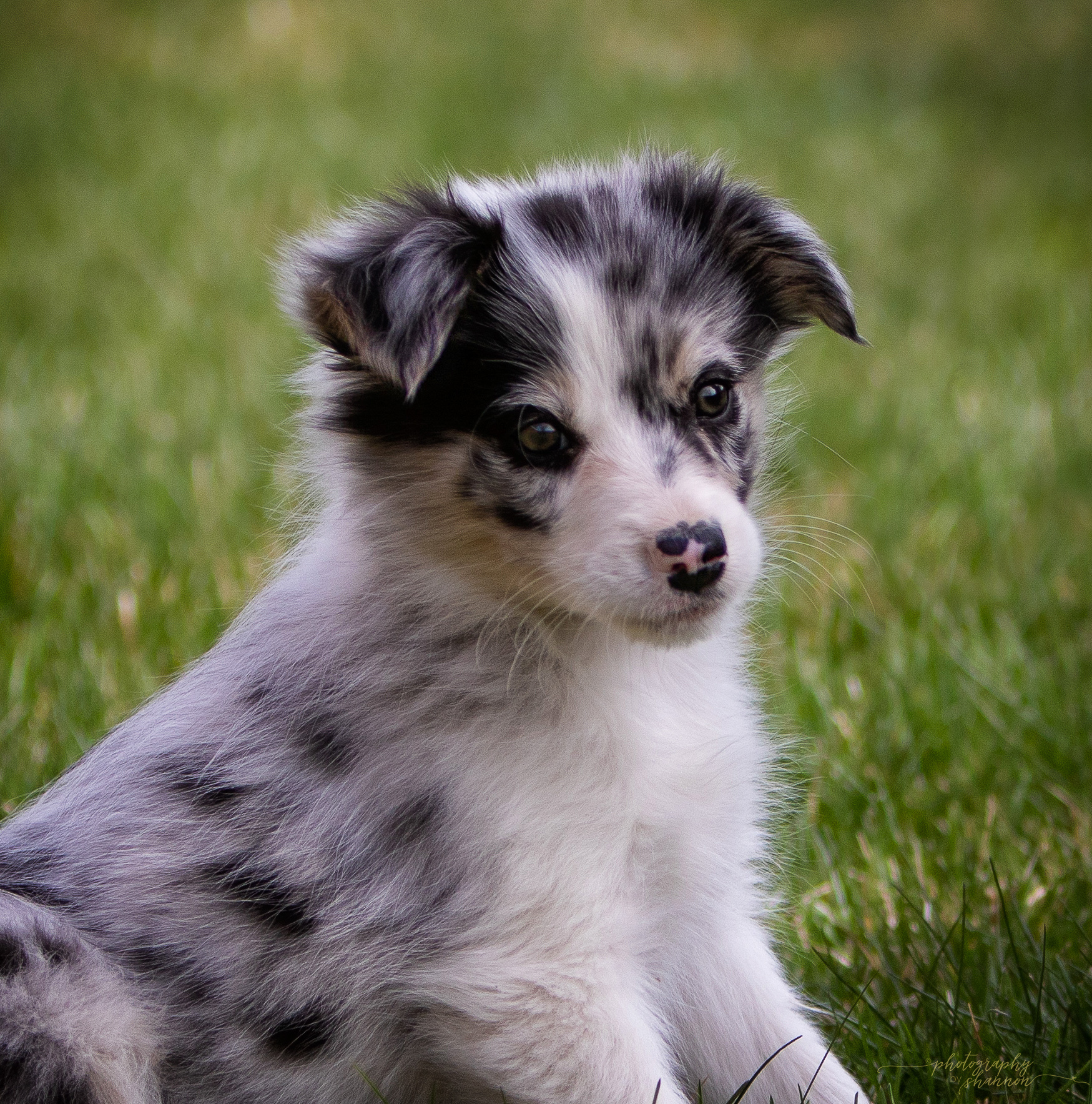 Gold Creek Ranch Border Collies :: GCR Skye Blue