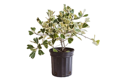 Ficus Triangularis Warb | Plant Food