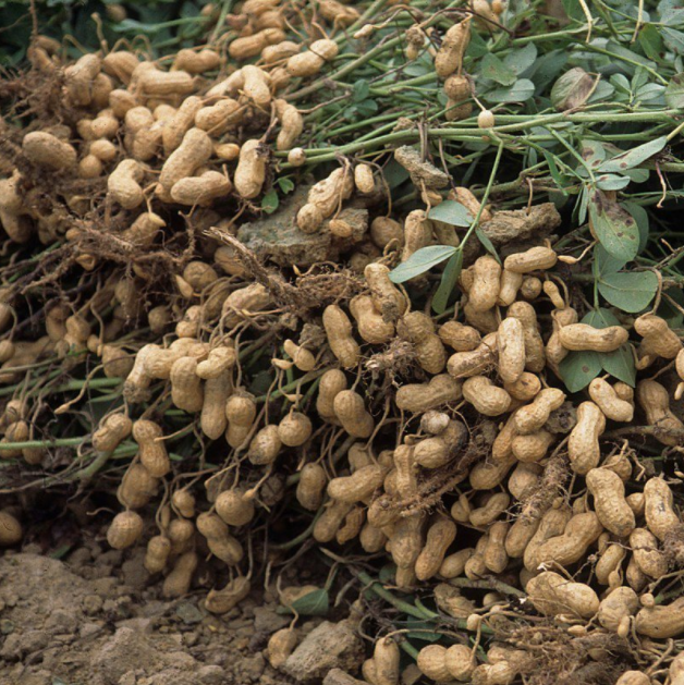 Advanced Liquid Lime / Concentrated /super lime plus