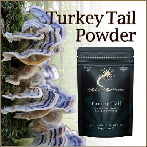 Turkey Tail Powder ~ 100g pouch or 100 gelcaps | METEOR MUSHROOMS