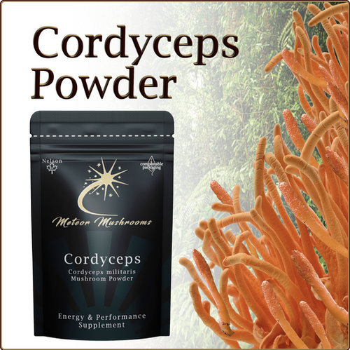 Cordyceps Powder ~ 100g. or 100 caps | METEOR MUSHROOMS