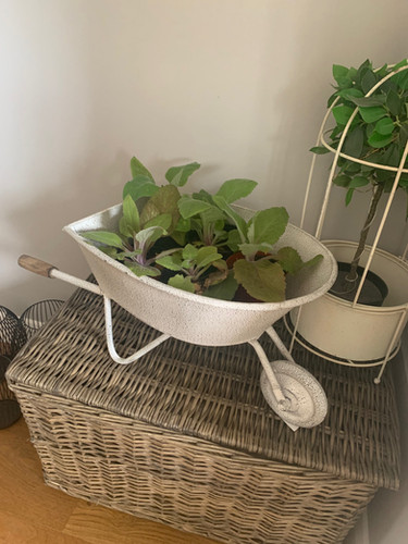 Wheelbarrow Planter | Champagne & Ginger