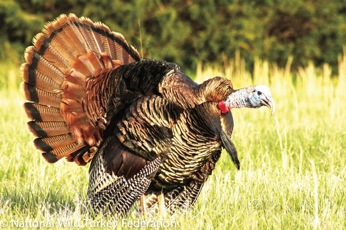 Washington Turkey Hunt | 10 CAN, Inc.