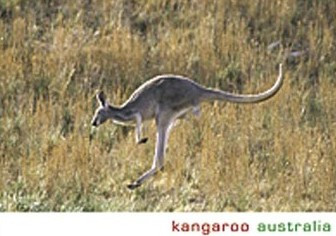 Kangaroo Australia (Hopping) Postcard | australia-postcards