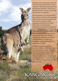 Kangaroo (Story) | australia-postcards