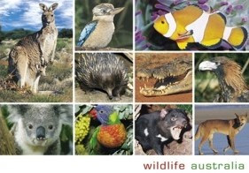 Wildlife Australia (10 scene) | australia-postcards