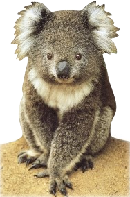 Koala (Shape Postcard) | australia-postcards