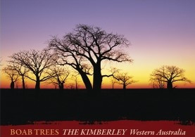 Boab Trees The Kimberley Western Australia | australia-postcards