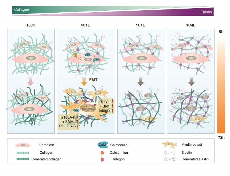 Microenvironment control may promote wound healing