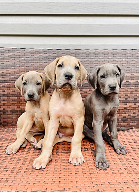 Dyson Danes | Great Dane Puppies | Indiana