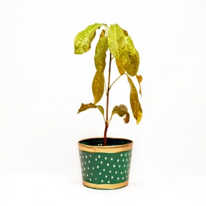 Large GI Planter | ART ANGLE GALARY