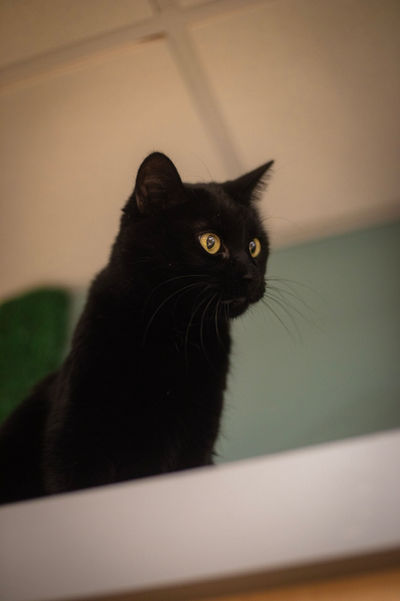 Snick's Cat Cafe – Cat Lounge, Coffee & Boutique in Wichita, KS