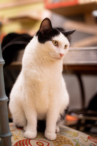 Snick's Cat Cafe – Cat Lounge, Coffee & Boutique in Wichita, KS